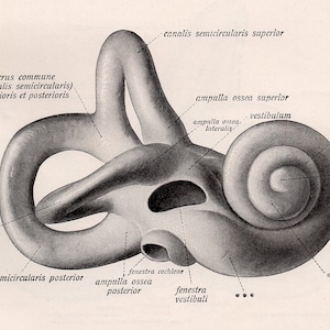 C.1922 EAR ANATOMY Lithograph • Original Antique Print • Inner Ear ...