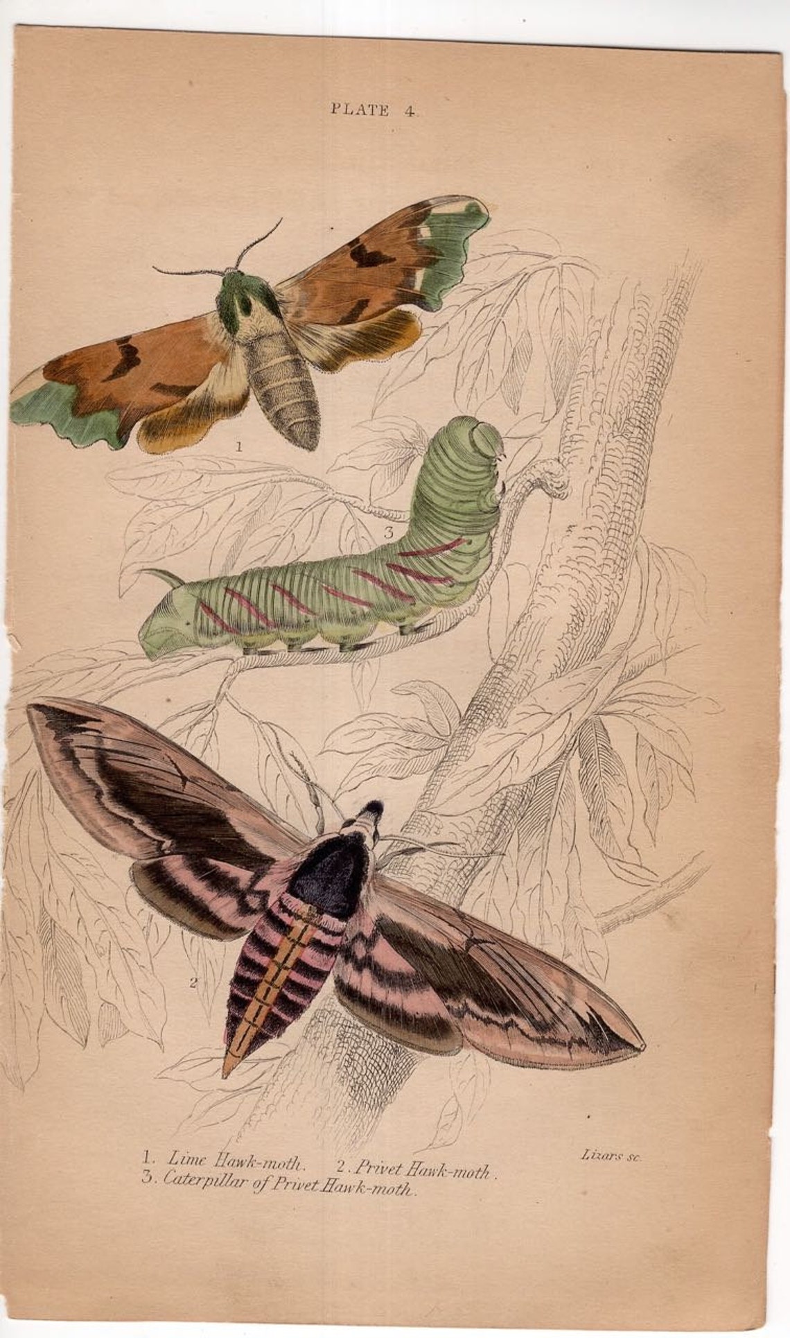 C. 1843 Antique MOTH BUTTERFLY ENGRAVING Original Antique Entomology ...