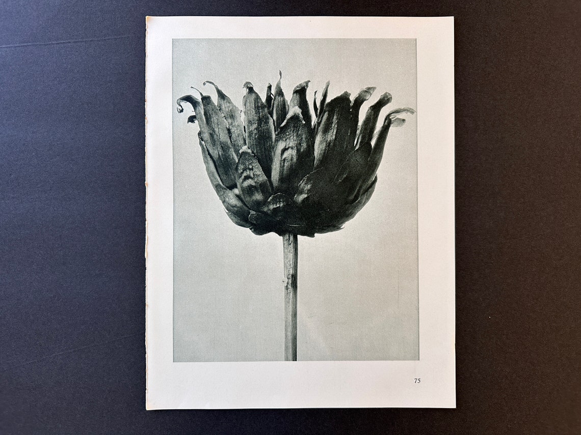C. 1935 BLOSSFELDT BOTANY Lithograph • Original Vintage Print ...