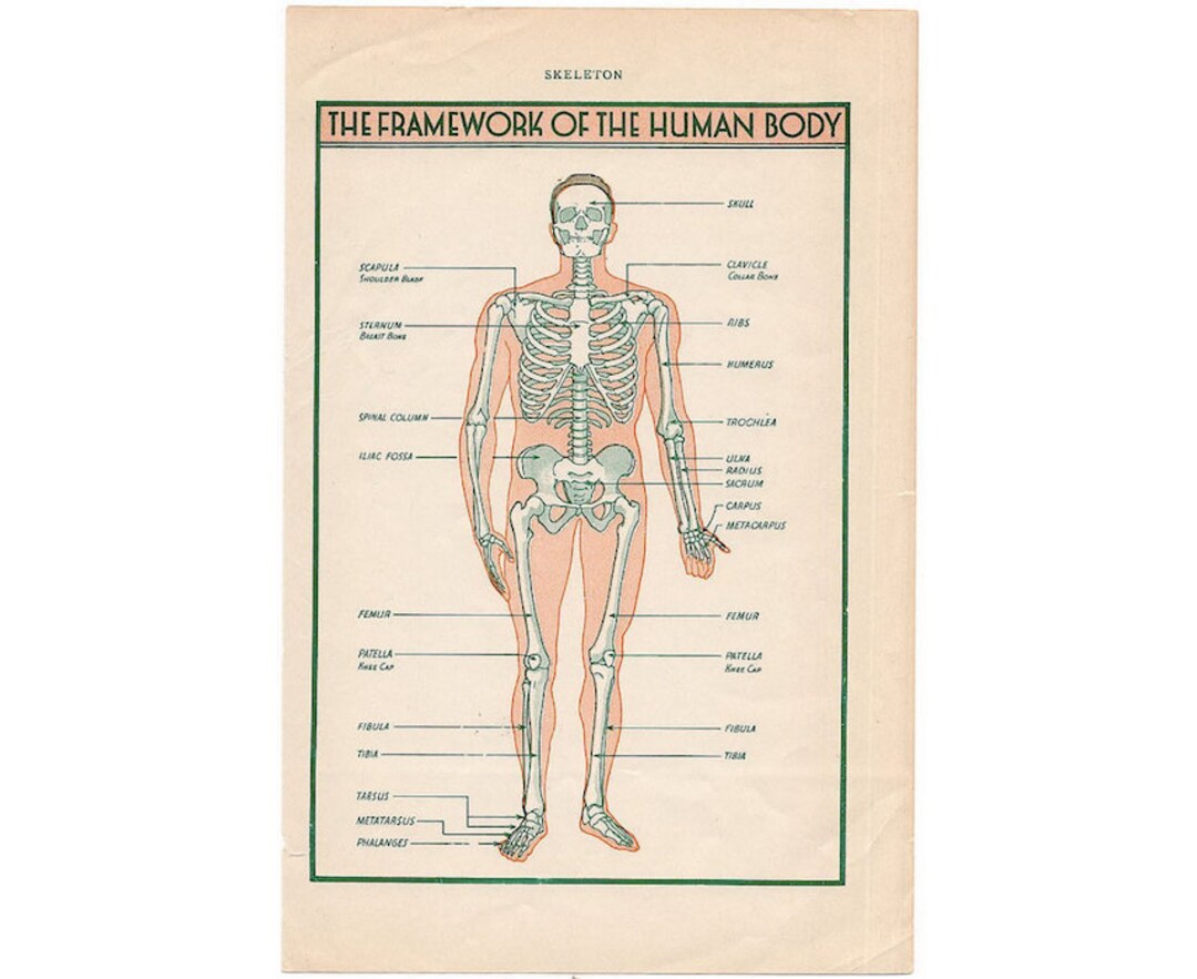 C. 1946 SKELETON Lithograph • Original Vintage Print • Medical ...