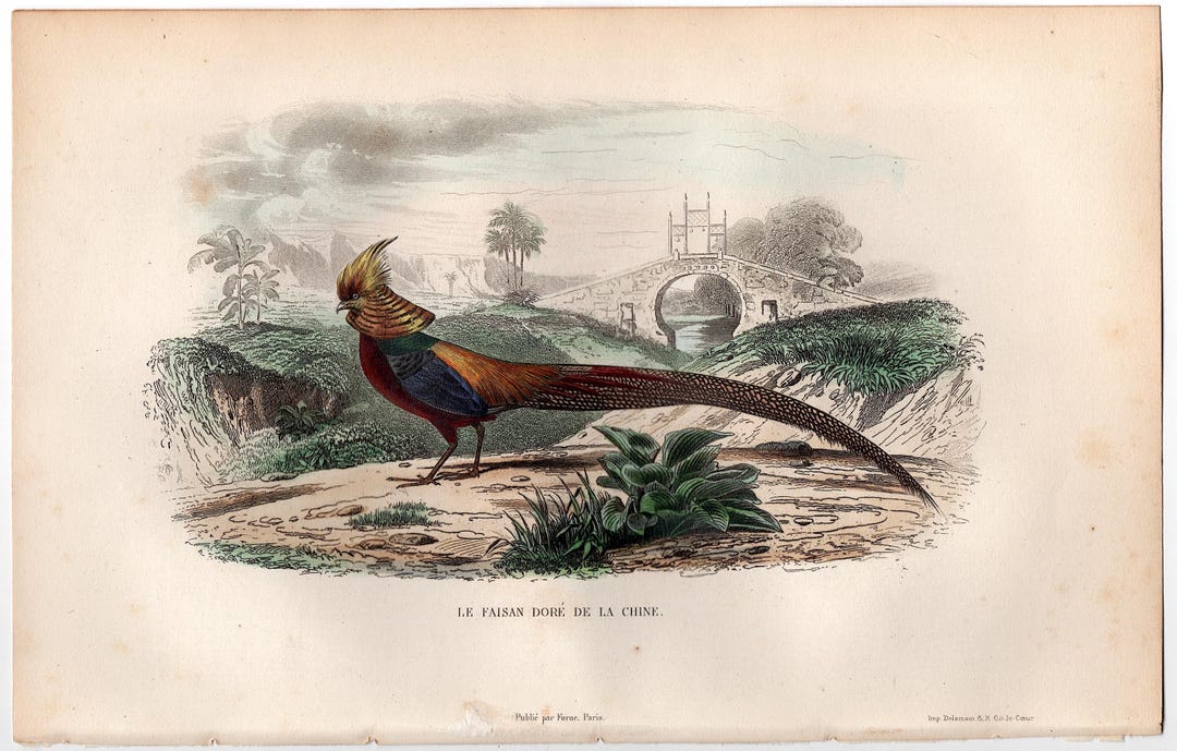 C. 1858 GOLDEN PHEASANT Engraving • Original Antique Print • Hand ...