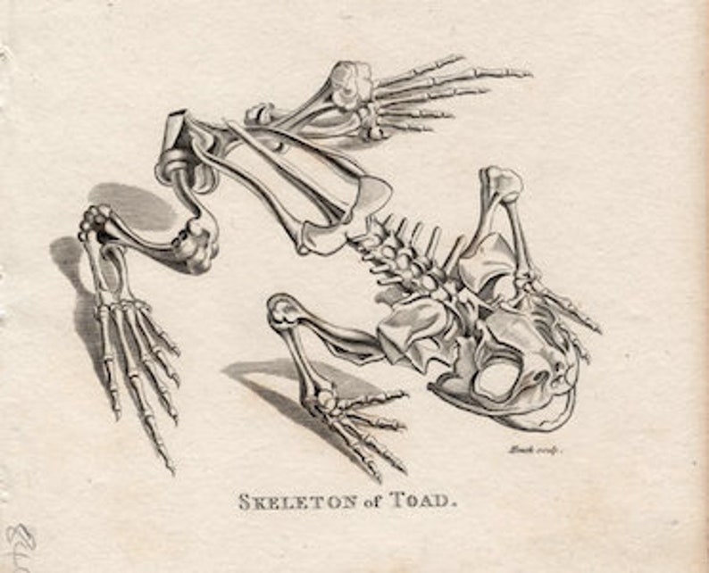 C. 1801 FROG & TOAD SKELETONS Engraving • Original Antique Print ...