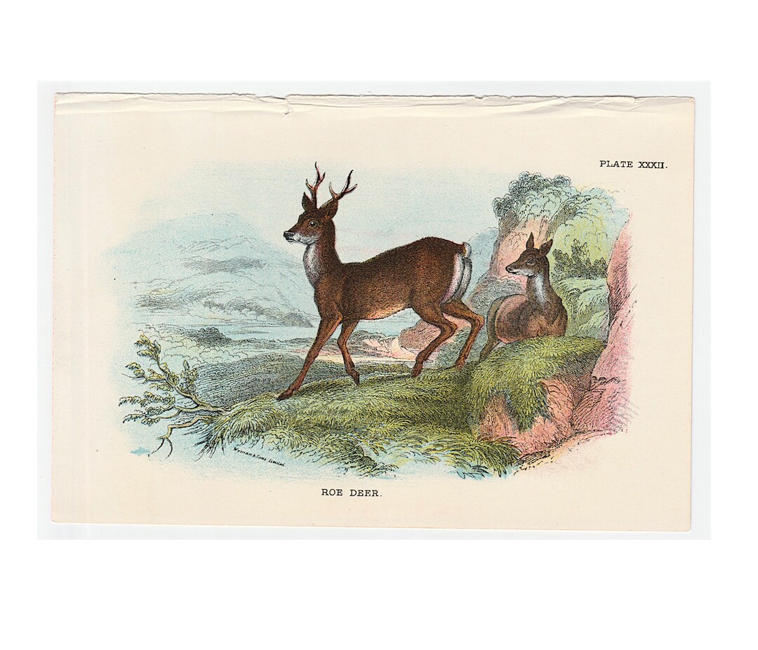 C. 1896 ROE DEER Lithograph • Original Antique Print • Roebuck Print ...