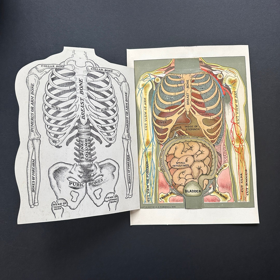 C. 1920 INTERACTIVE CHEST ANATOMY Lithograph • Original Antique Print ...