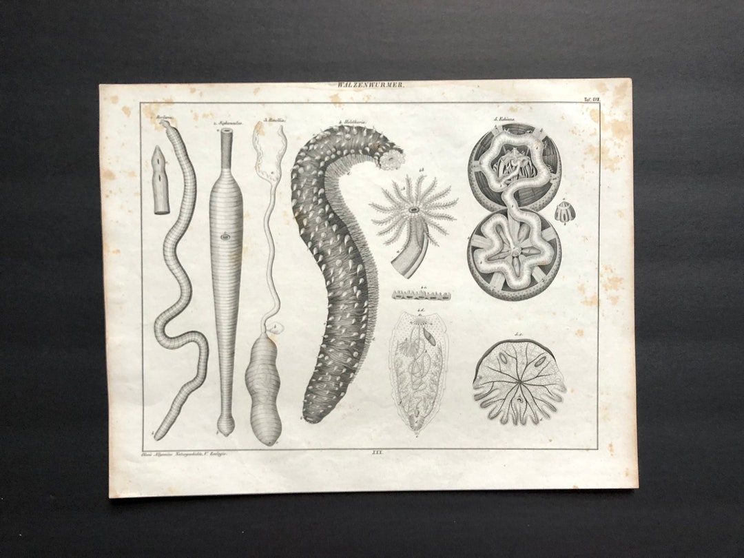 C. 1843 MARINE WORMS Print - Antique Sea Life Print - Sea Cucumber ...
