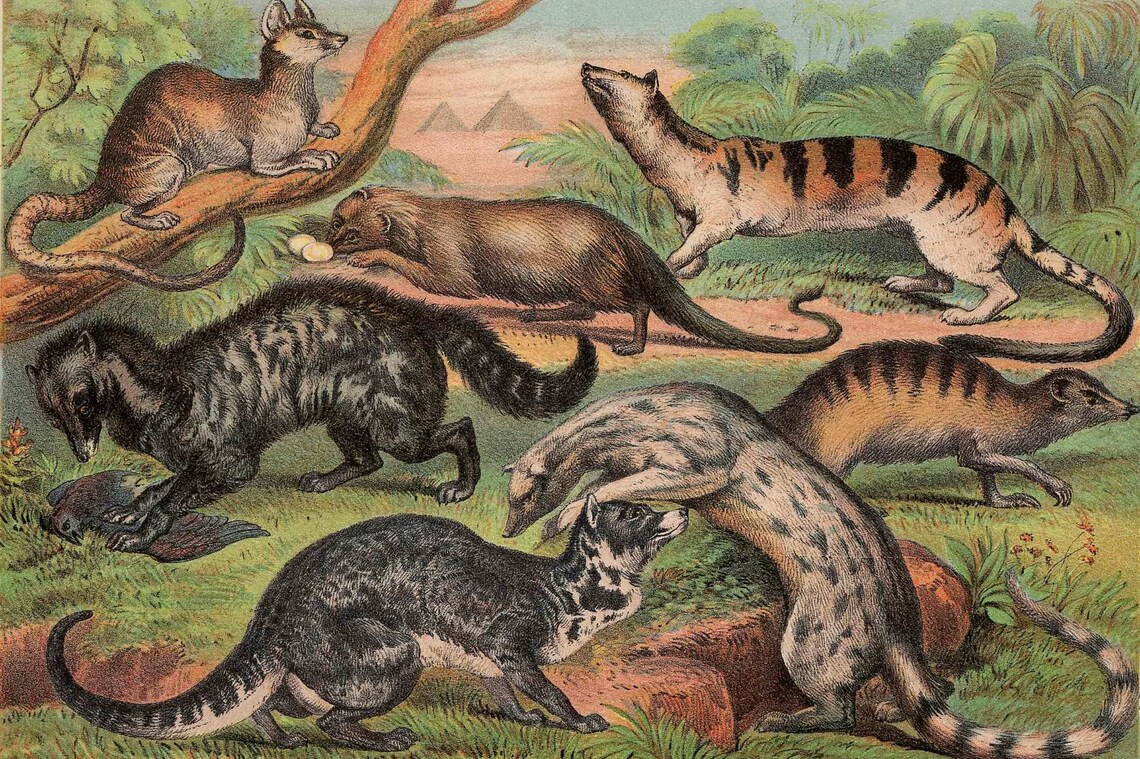 C. 1880 WEASEL CIVIT GENET Lithograph - Original Antique Print - Wild ...
