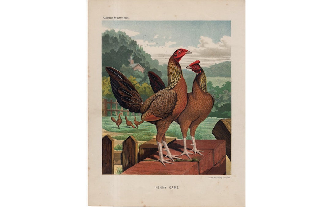 C. 1890 POULTRY Lithograph • Original Antique Print • Rooster & Hen ...