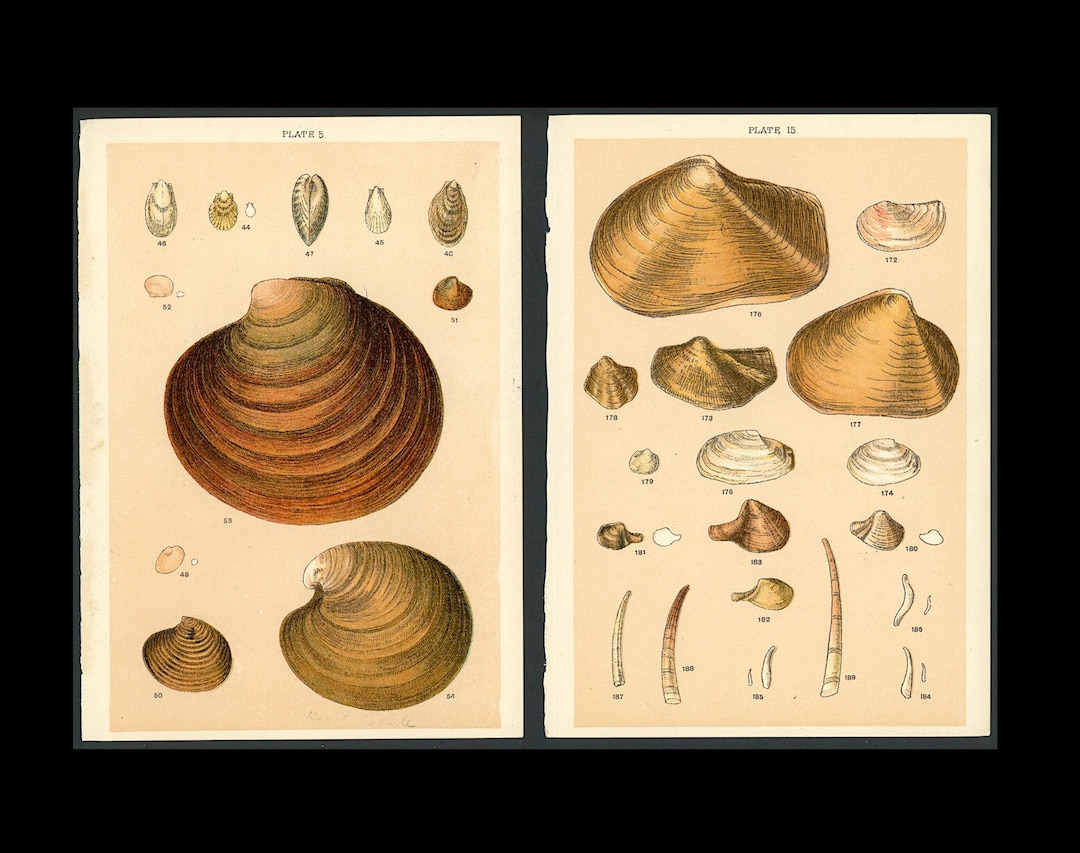 C. 1901 SEA SHELL Lithographs • Set of 2 Original Antique Prints ...