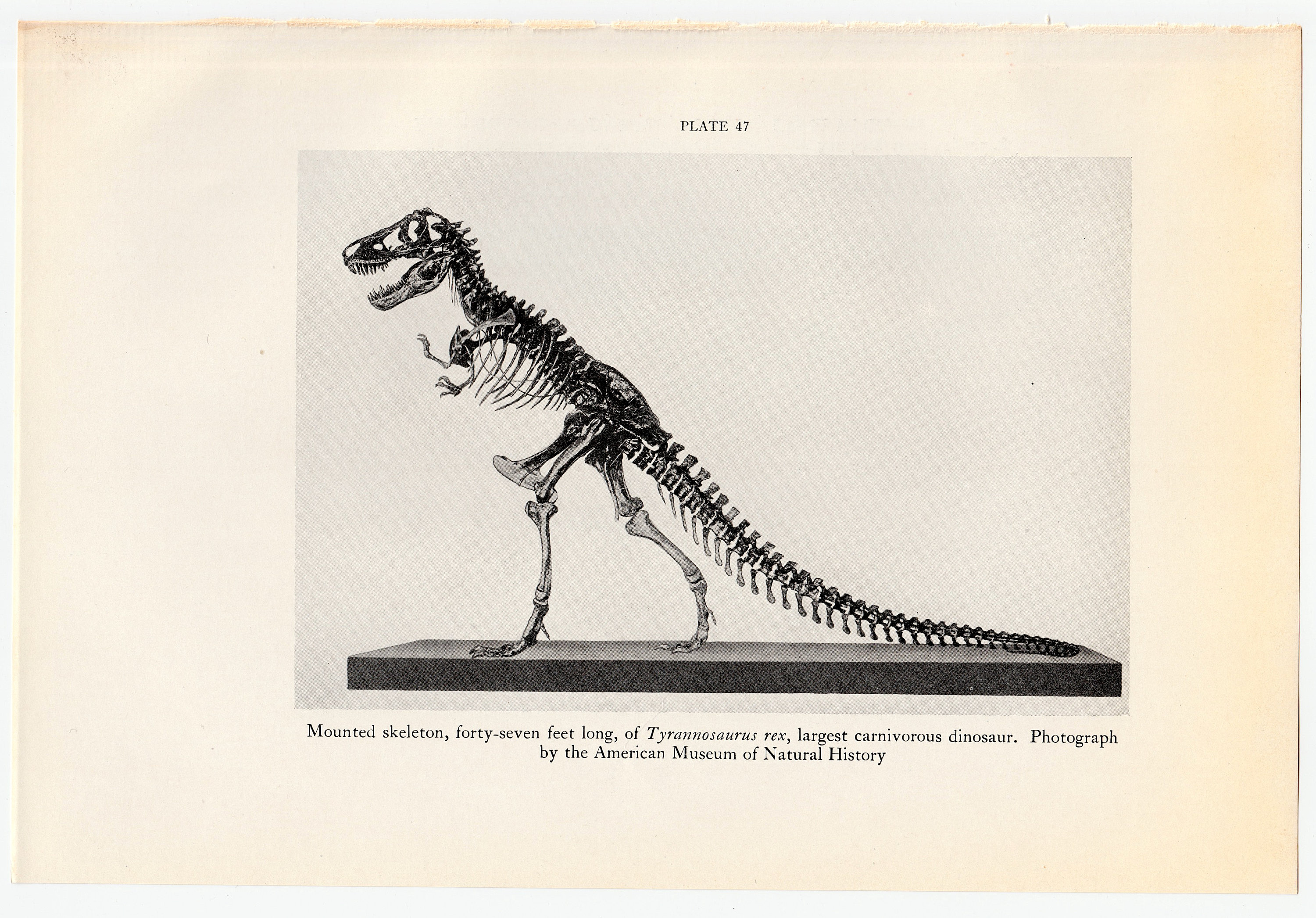 Tyrannosaurus Rex Skeleton Drawing