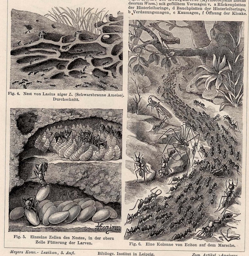 1894 ANTS ANT PRINT Original Antique Entomology Insects - Etsy