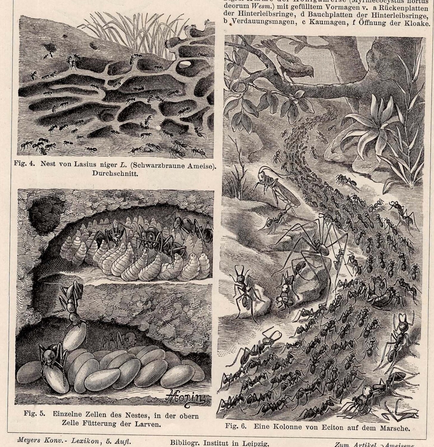 1894 ANTS ANT PRINT Original Antique Entomology Insects - Etsy