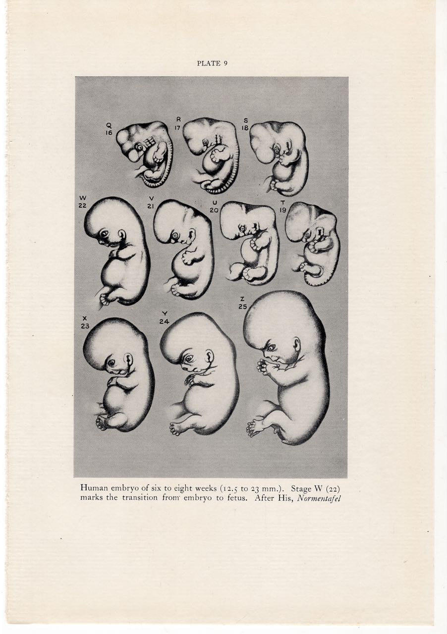 Human Embryo Drawing