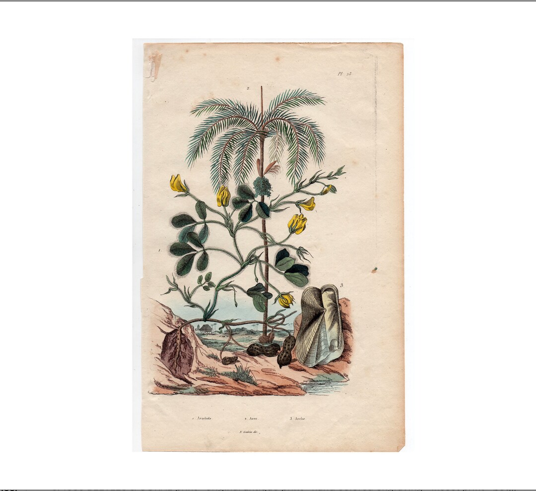 C. 1835 BOTANICAL & SHELL Engraving • Original Antique Print • Hand ...