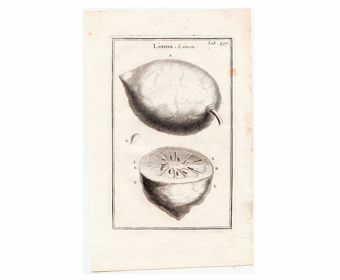 C. 1797 LEMON Engraving • Original Antique Print • Citrus Print ...
