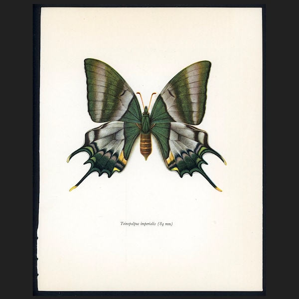 Butterfly Lithograph - Etsy