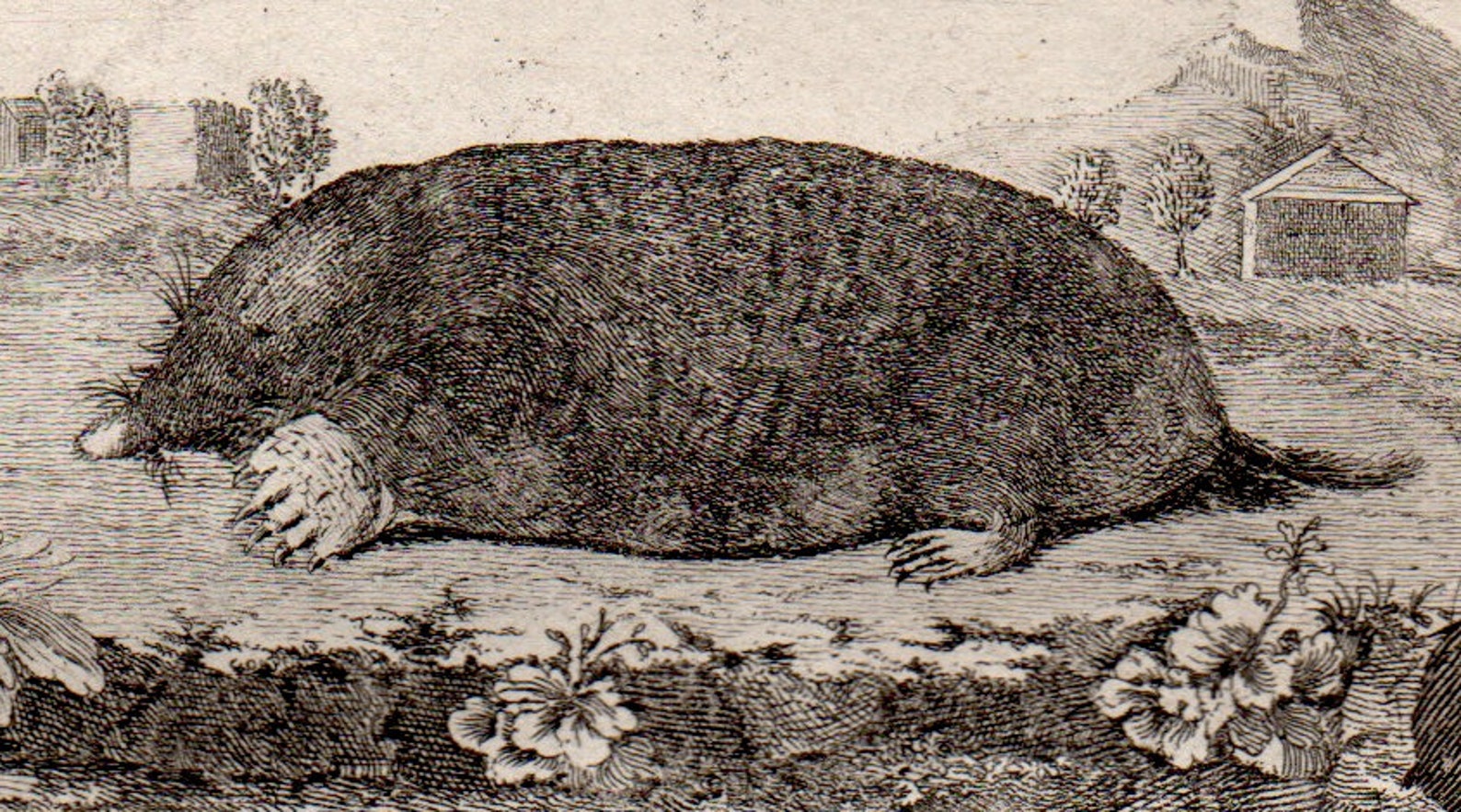 C. 1820 ANTIQUE MOLE print original antique print mole | Etsy