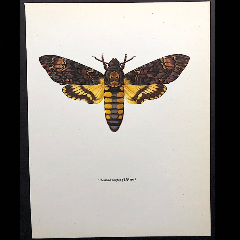 Antique Moth Print - Etsy
