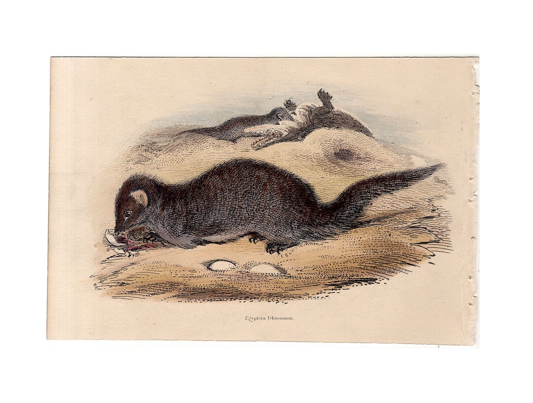 C. 1854 MONGOOSE Aka EGYPTIAN ICHNEUMON Etching • Original Antique ...