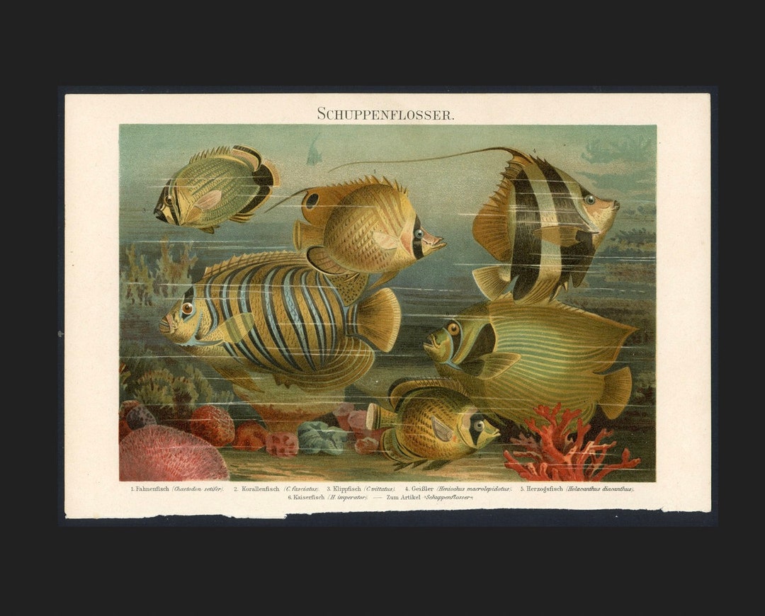 C. 1894 CORAL REEF FISH Lithograph - Original Antique Print - Fish ...