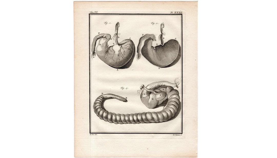 C. 1777 RABBIT ANATOMY Engraving - Original Antique Print • Internal ...