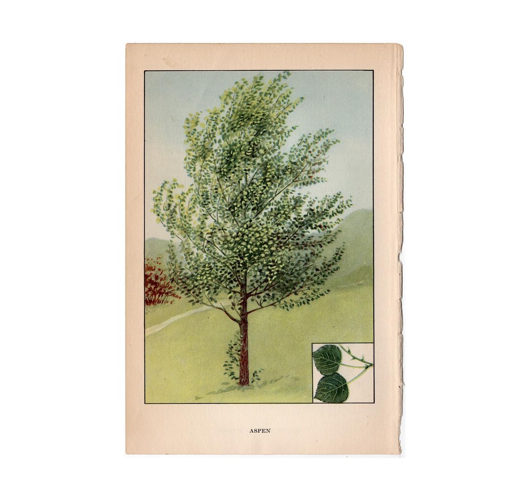 C. 1930 ASPEN TREE Lithograph • Original Vintage Print • Tree Print ...