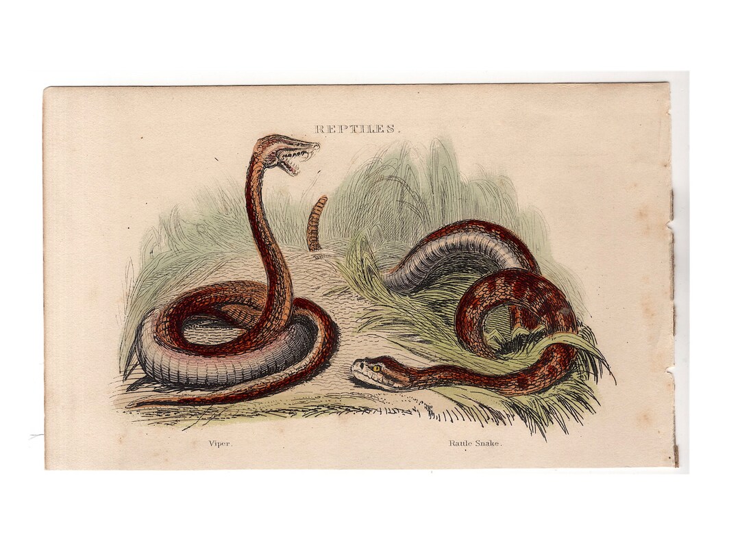 C. 1854 VIPER & RATTLESNAKE Etching • Original Antique Print • Reptile ...