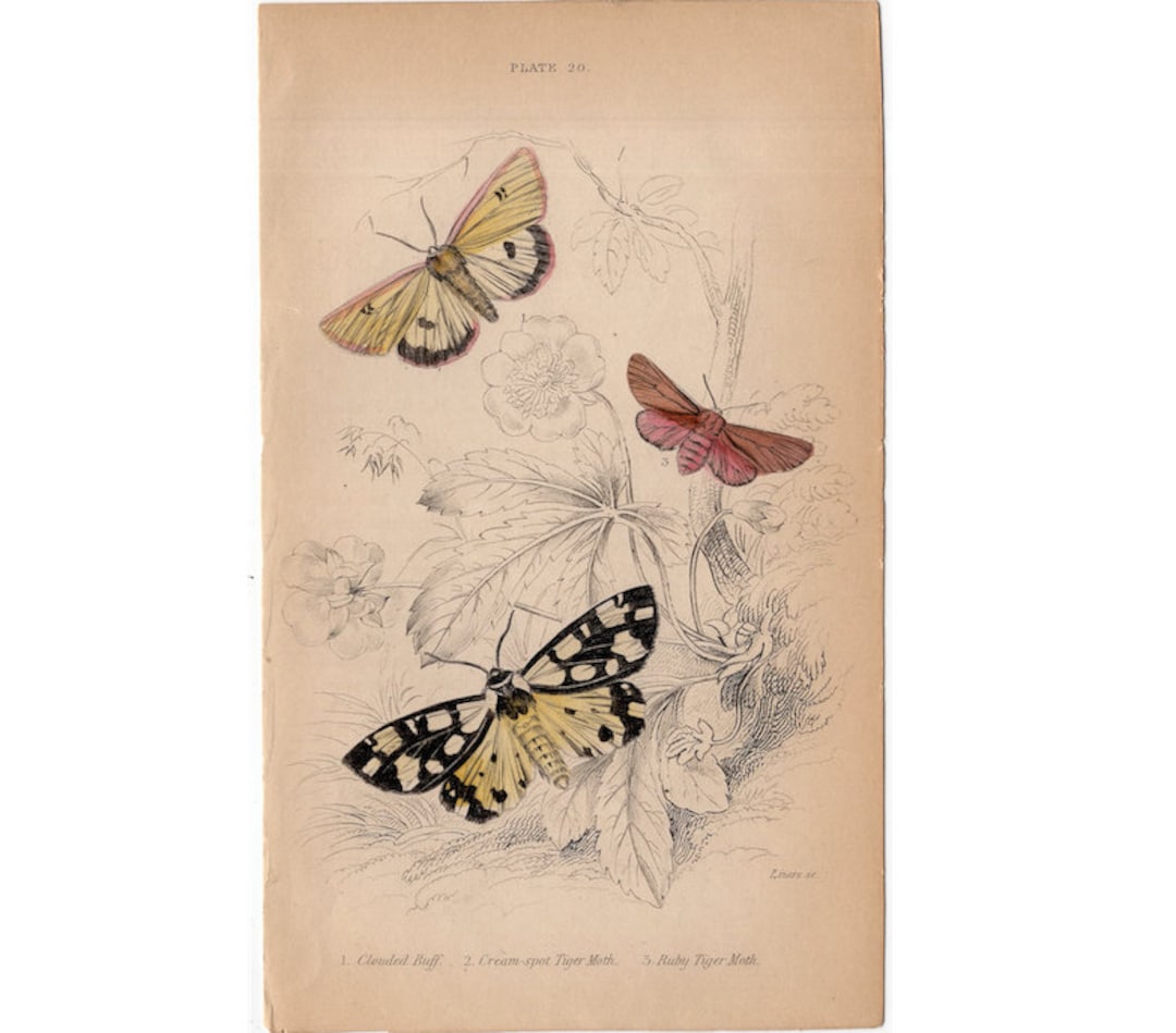 1843 Antique BUTTERFLY MOTH Engraving Original Antique Entomology Print ...