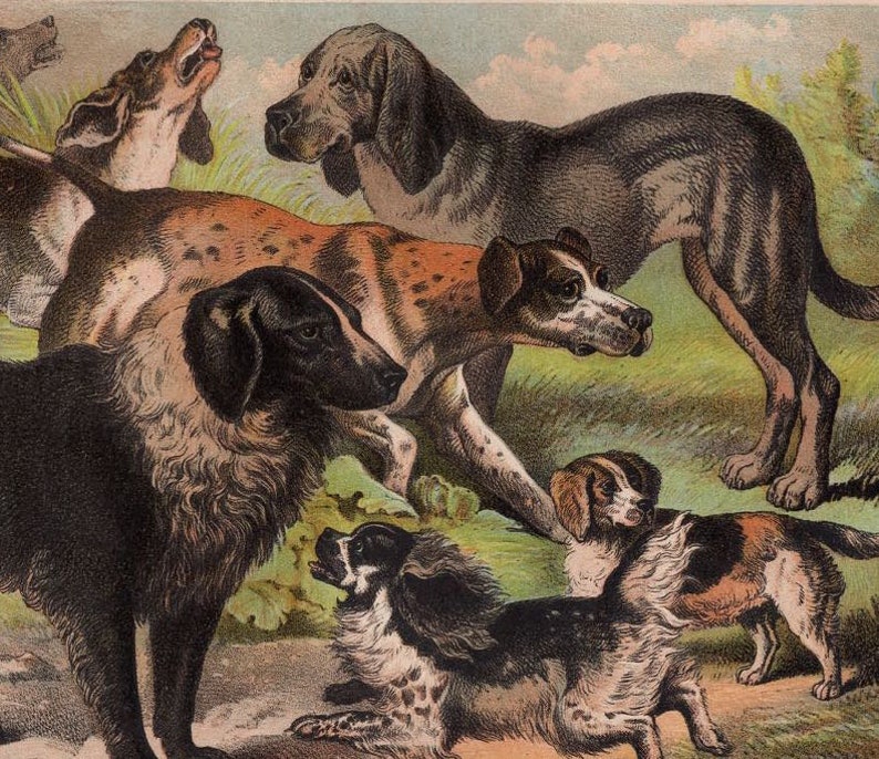 C. 1880 DOG BREEDS LITHOGRAPH Original Antique Print Wild - Etsy