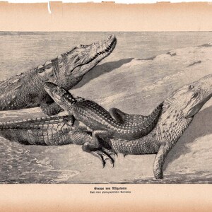 C. 1900 ALLIGATOR Print - Original Antique Reptile Print - Antique ...