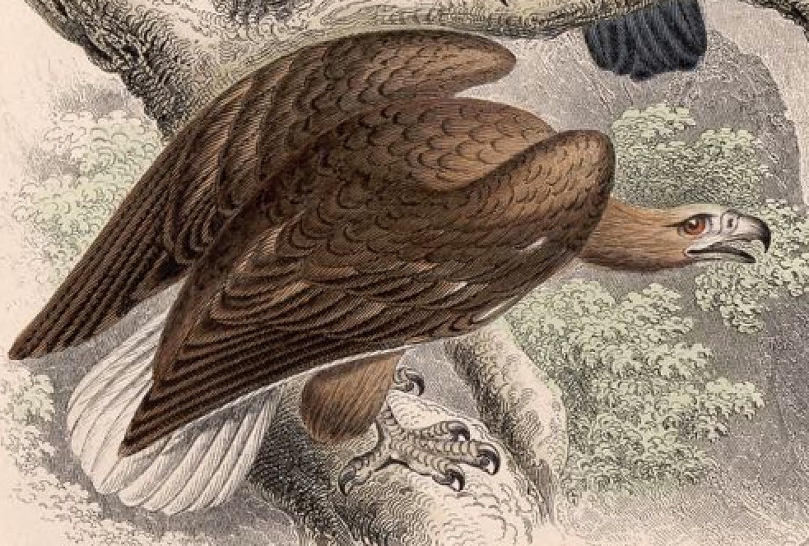 C. 1859 EAGLES PRINT Original Antique Print Hand Colored - Etsy