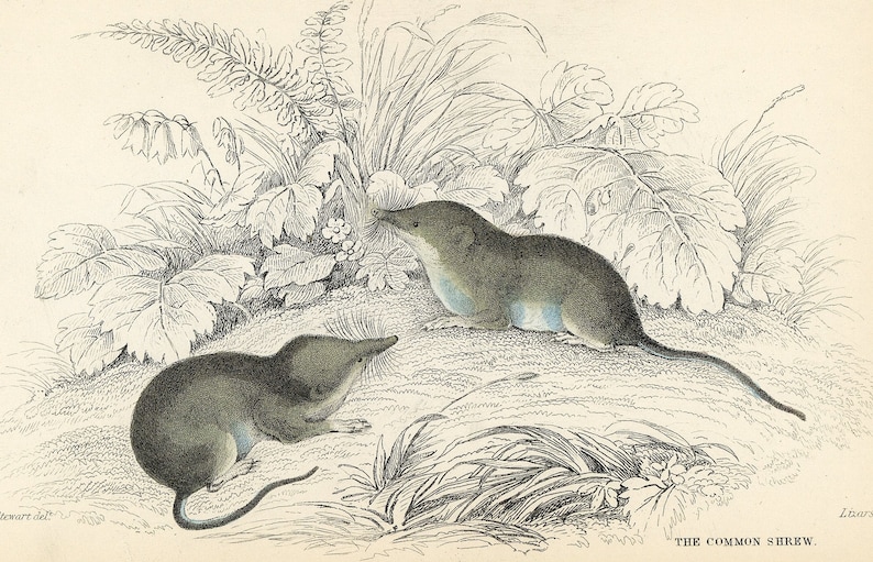 C. 1843 COMMON SHREW Print • Original Antique Print • Mole Like Animal ...