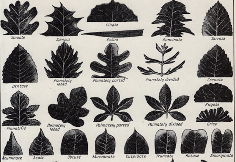 C. 1940 LEAF SHAPES Lithograph - Original Vintage Print - Vintage ...