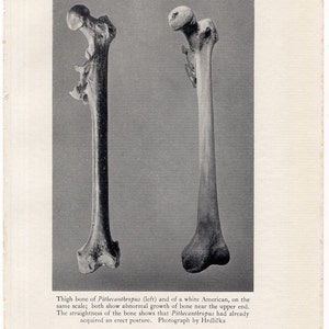 C. 1934 BONES of HUMAN & PITHECANTHROPUS Print Original Vintage Comparative Anatomy Lithograph ...
