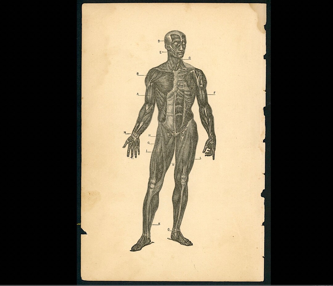 C. 1884 MUSCULAR SYSTEM Lithograph Antique Human Anatomy Print Muscles ...