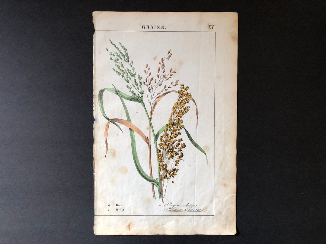 C. 1857 ANTIQUE GRAINS Lithograph • Kitchen Botanical Print • Original ...