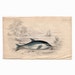 C. 1837 DOLPHIN Engraving • Original Antique Print • Sea Life Print ...