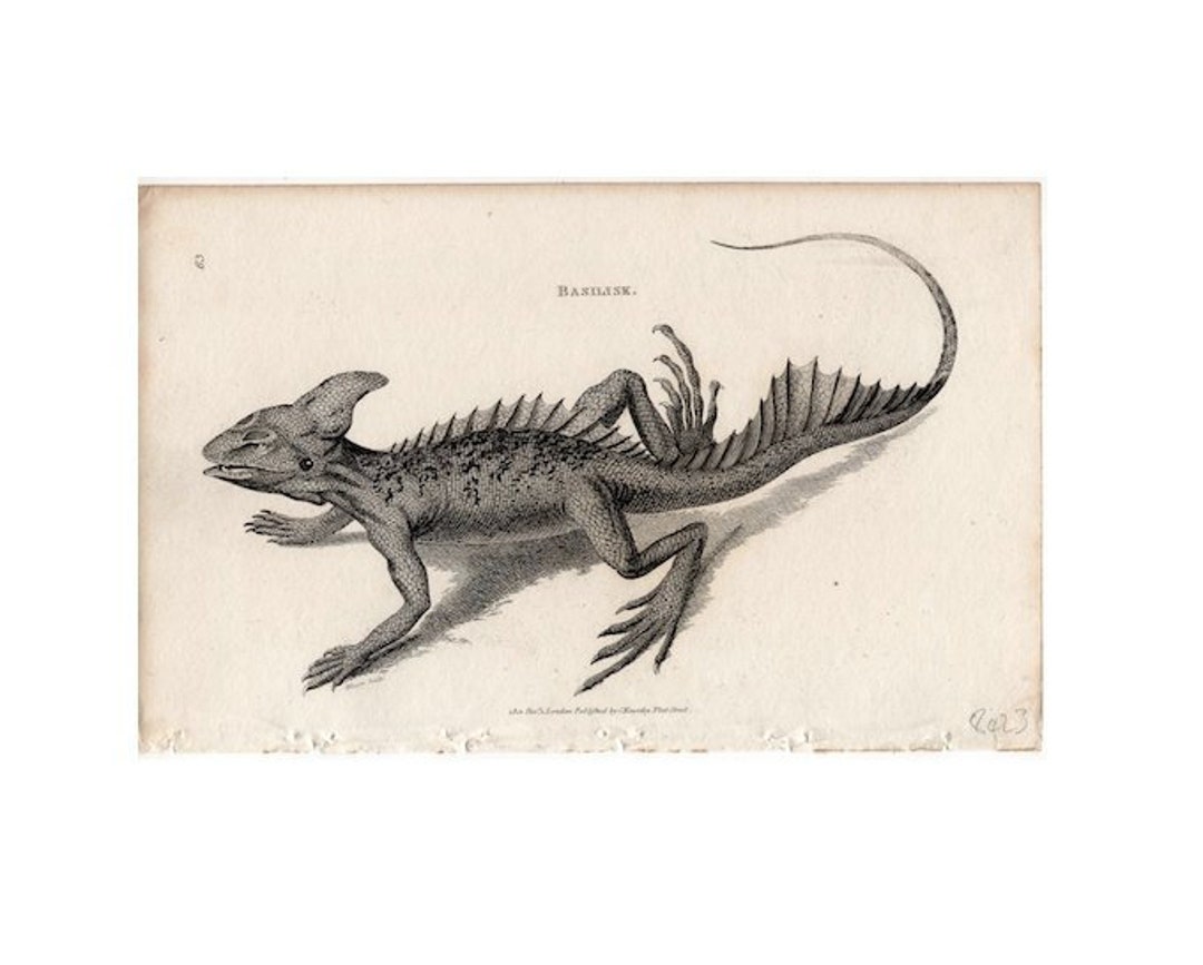 C. 1801 BASILISK LIZARD Engraving Original Antique Print Antique ...