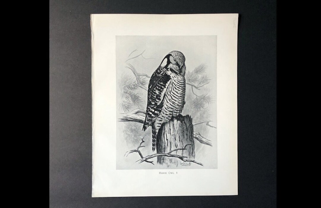 C. 1898 HAWK OWL Lithograph Original Antique Print Antique Bird Print ...