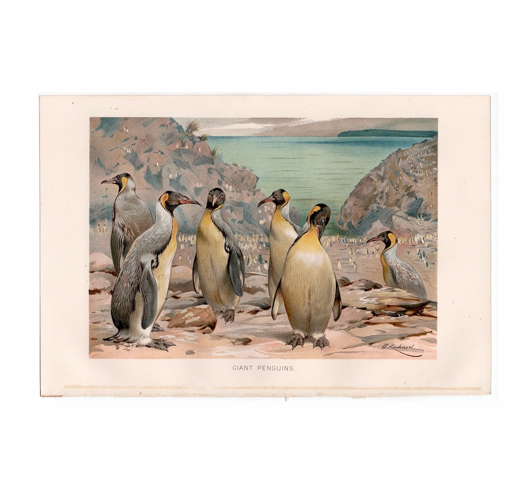 EXTINCT C. 1894 GIANT PENGUINS Lithograph Original Antique Print ...