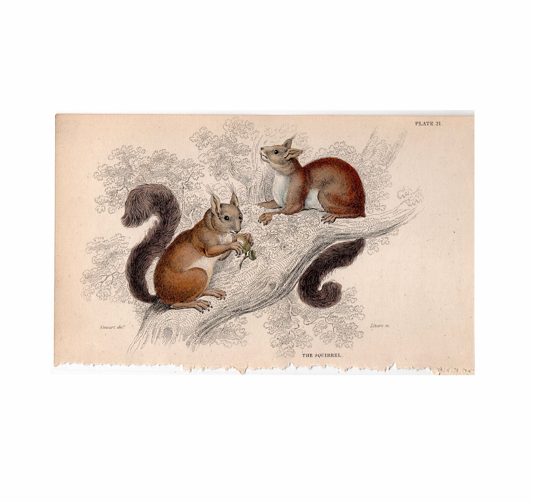 C. 1845 SQUIRREL Engraving • Original Antique Print • Rodent Print ...