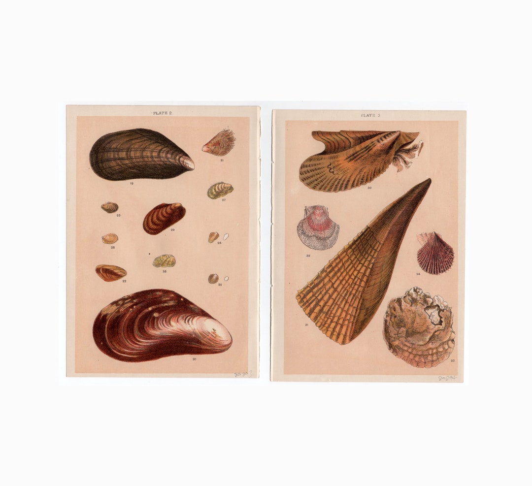 C. 1901 ANTIQUE SEA SHELL Prints • Set of 2 Original Antique Prints ...