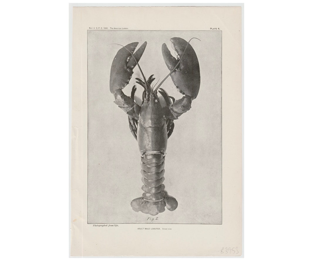 C. 1895 LOBSTER Lithograph • Original Antique Print • Sea Life • Marine ...