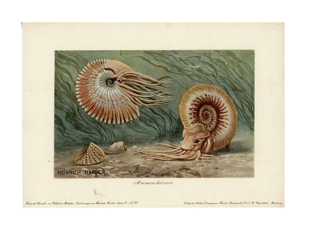 C. 1902 AMMONITE NAUTILUS Lithograph • Original Antique Print ...