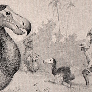 C. 1893 DODO BIRD Lithograph • Original Antique Print • Dronte Print ...