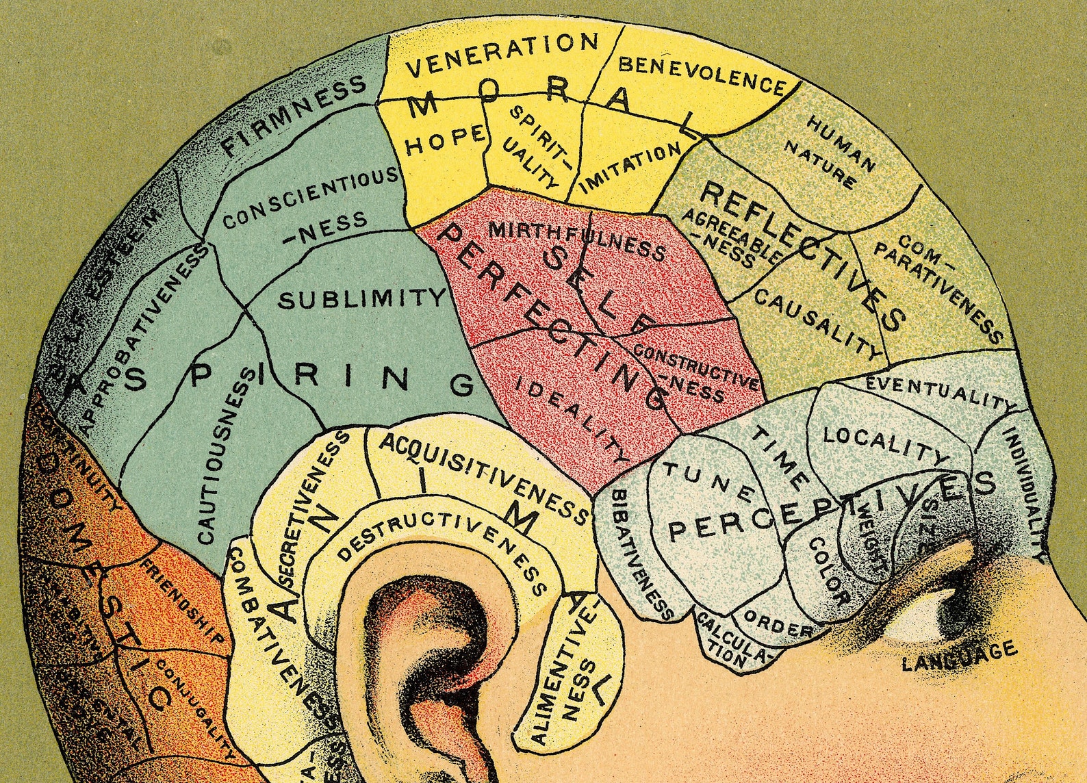 C. 1926 PHRENOLOGY CHART Print Original Antique Print - Etsy