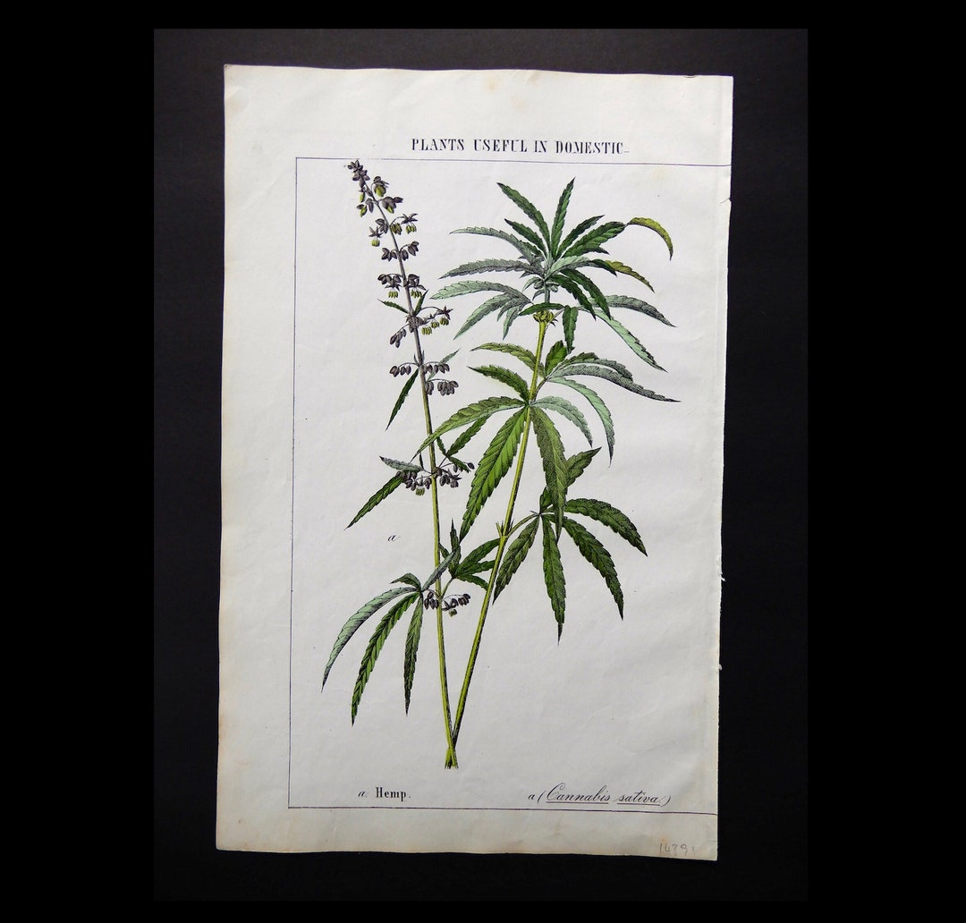 C. 1857 CANNABIS SATIVA PRINT Marijuana Print Antique Botanical Print ...