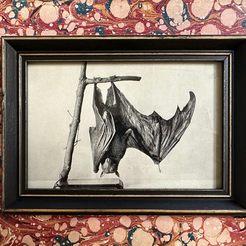 Vintage Bat Print - Etsy