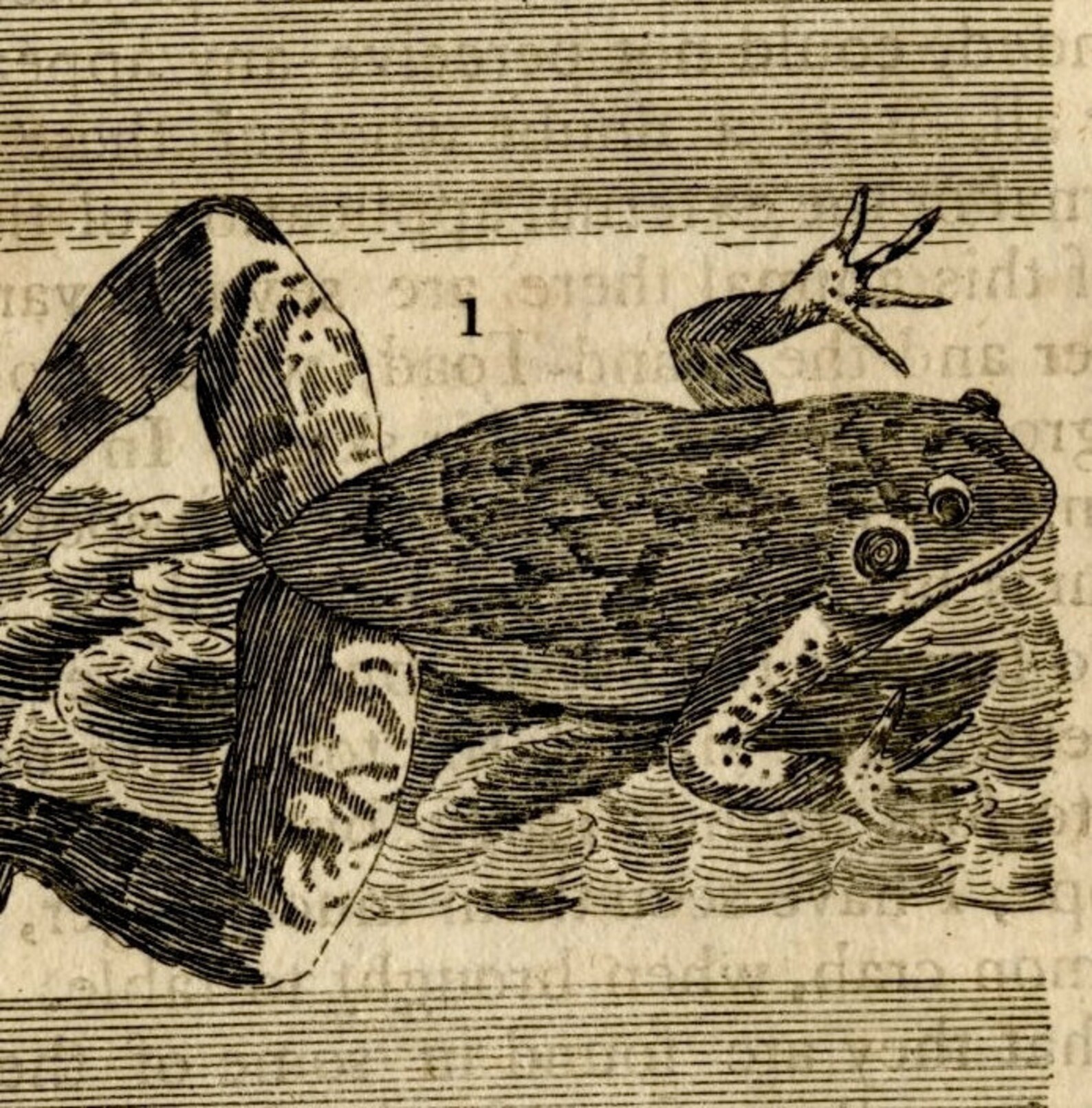 C. 1808 FROG Print • Original Antique Print • Amphibian Print • Toad ...