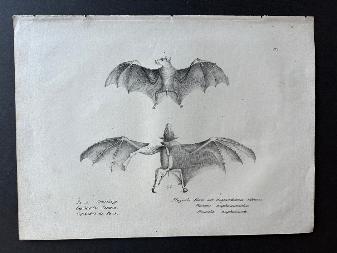 C. 1824 ROUSETTE BATS Lithograph - Original Antique Print - Chiroptera ...
