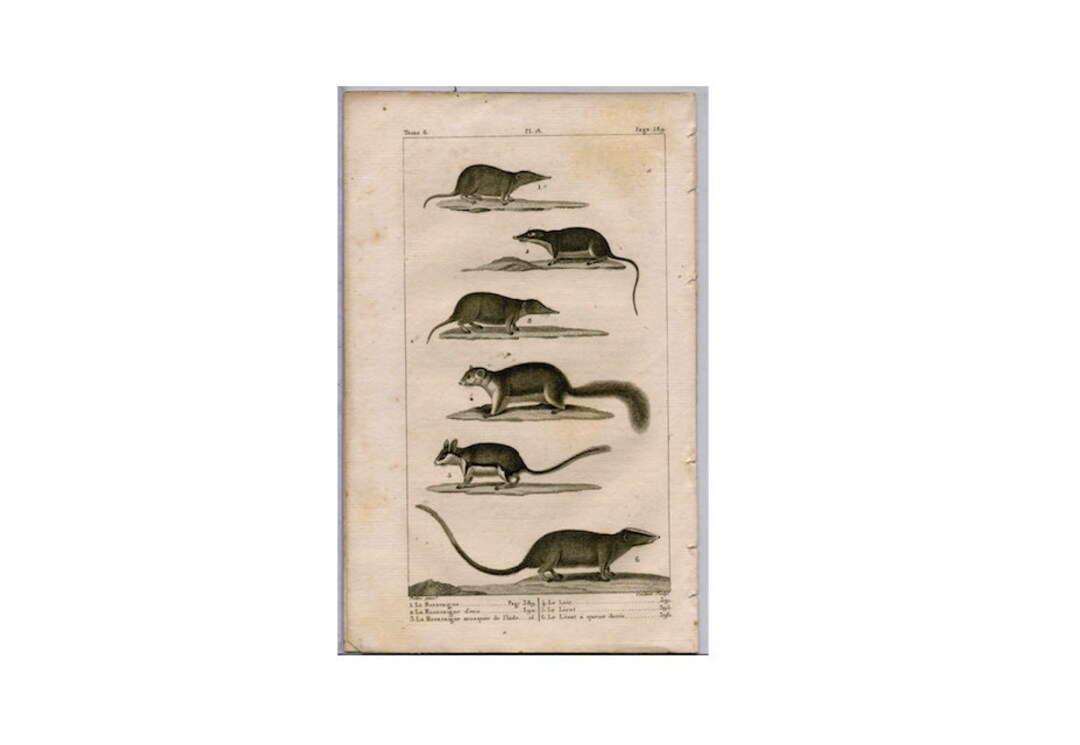 C. 1817 RODENT MOLES Engraving • Original Antique Print • Antique ...